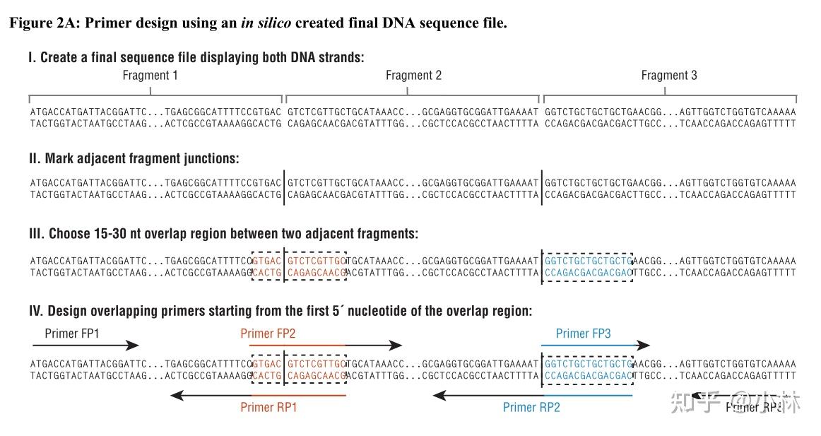 Gibson assembly/Gibson组装的具体实验步骤 - 知乎