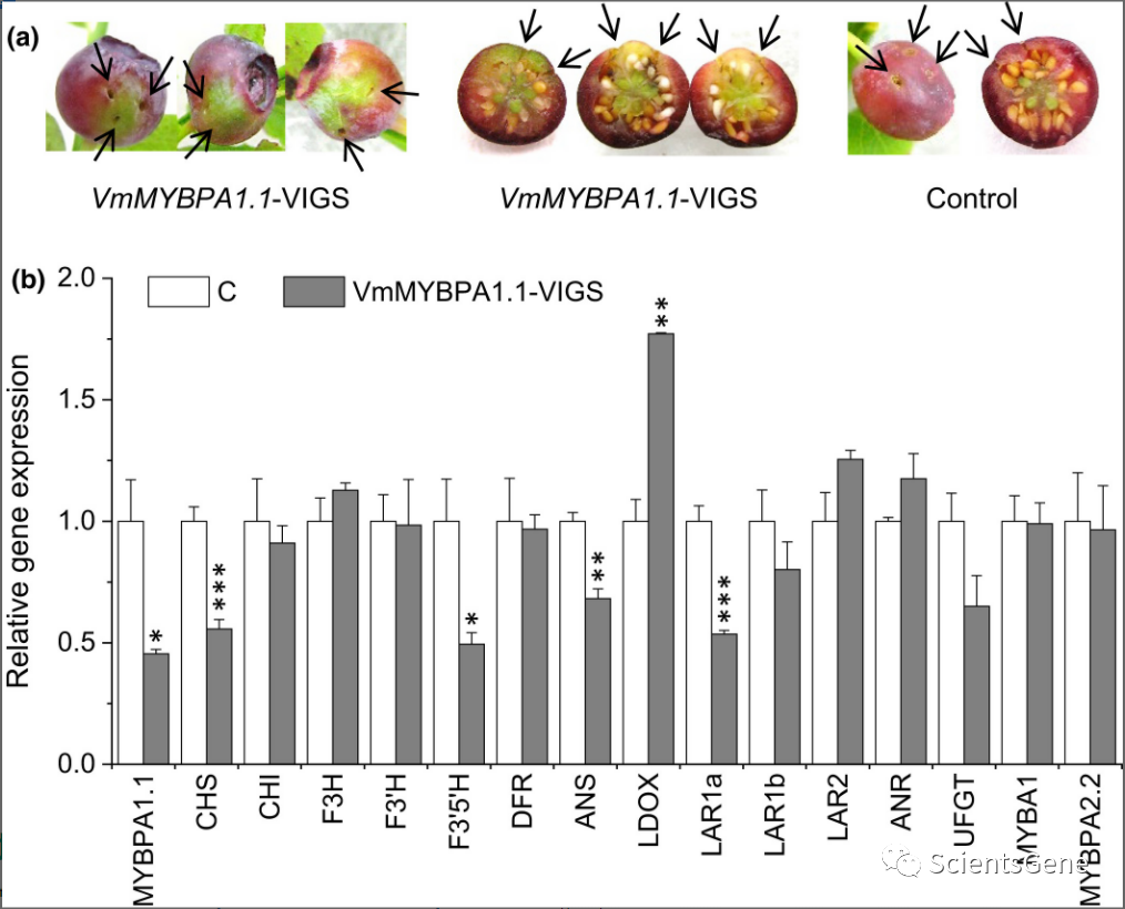 【New Phytol】MYBA 和 MYBPA 转录因子共同调节蓝色浆果中的花青素生物合成 - 知乎