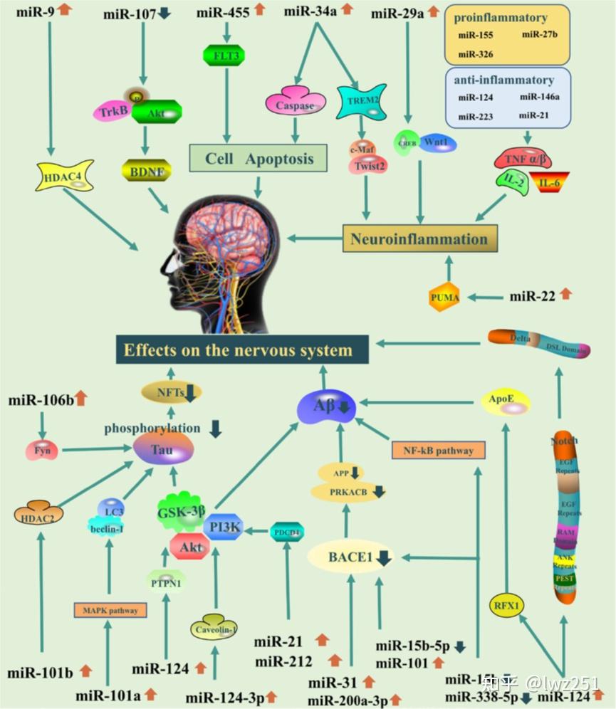 miRNA在神经退行性疾病中的作用 - 知乎