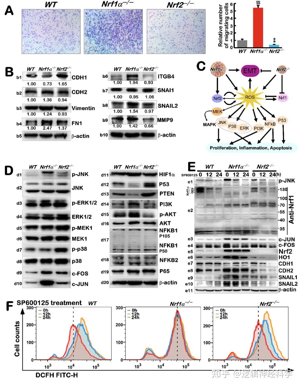 专家点评 Redox Biol︱Nrf1是维护细胞线粒体稳态而不可或缺的一个氧化还原决定因子 - 知乎