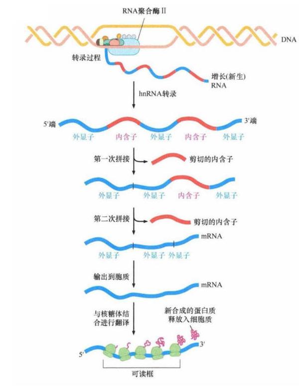 RNA及其提取 - 知乎