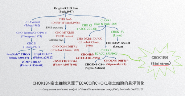 CHO-K1BN细胞株助力抗体药物开发 - 知乎