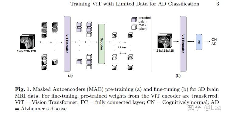 Training ViT with Limited Data for Alzheimer’s Disease Classification ...