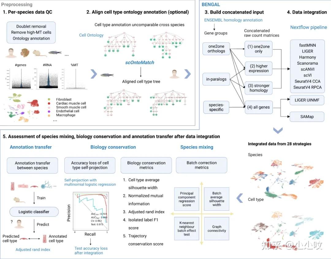 NC | scRNA-seq数据跨物种整合算法的基准测试和策略指南 - 知乎