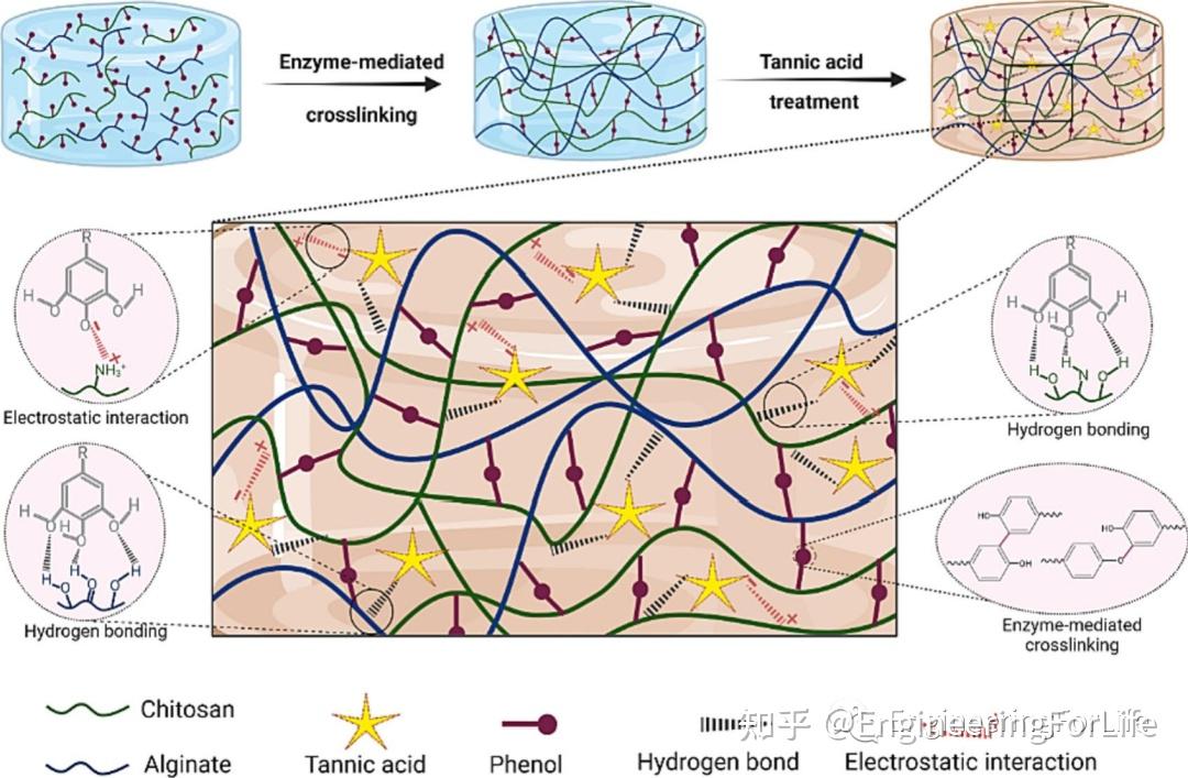 《Carbohyd. Polym.》：加点单宁酸，破解HRP介导水凝胶交联时H2O2和酚自由基抑制难题 - 知乎