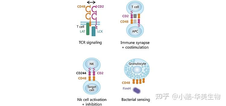 CD48：初露锋芒的人体免疫共刺激分子，是“敌”或“友”？ - 知乎