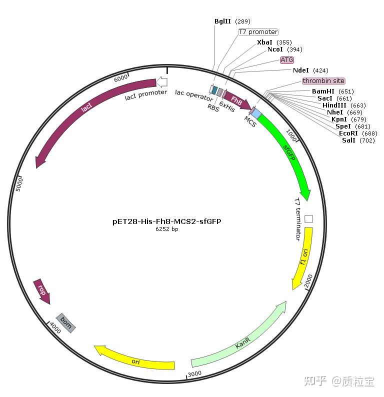 Fh8 标签原核表达质粒 - 知乎