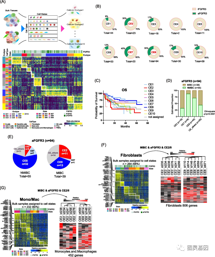Mol Cancer | 膀胱癌中FGFR3变异对肿瘤微环境和免疫检查点抑制剂疗效的影响 - 知乎