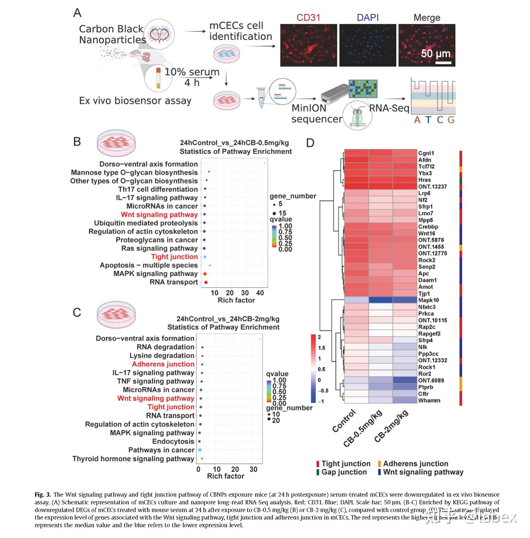 LabEx助力探索碳黑纳米颗粒破坏脑血管屏障的潜在机制 - 知乎