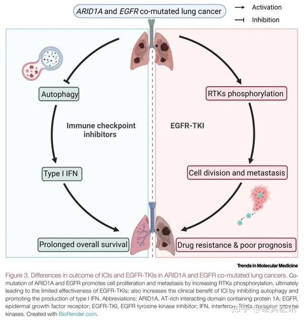 5-10%的肺癌检出ARID1A突变，有啥意义？如何指导治疗及预后？ - 知乎