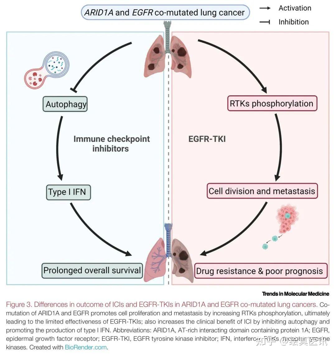 5-10%的肺癌检出ARID1A突变，有啥意义？如何指导治疗及预后？ - 知乎