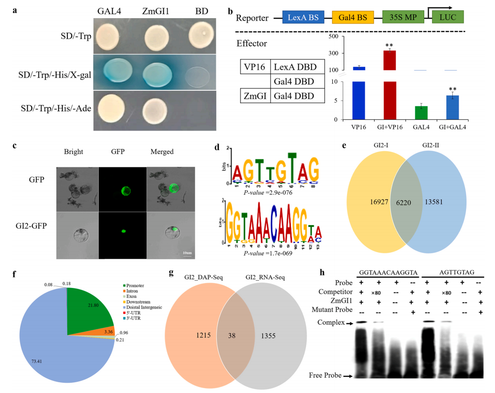鉴定转录因子结合位点的新技术——DAP-seq - 知乎