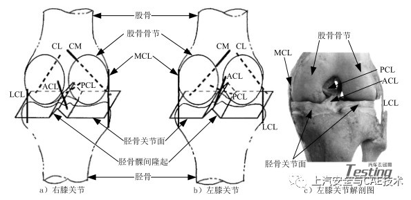 行人保护最新腿型APLI - 知乎