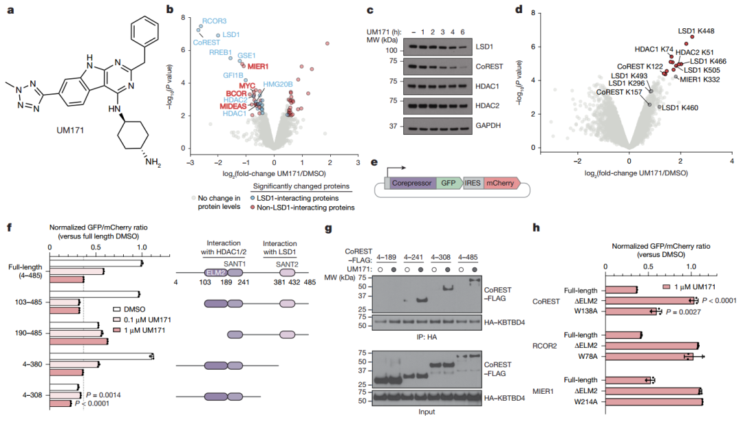 Nature背靠背 | 冷冻电镜揭示UM171 的分子胶作用机制及与癌症遗传突变的惊人相似性 - 知乎
