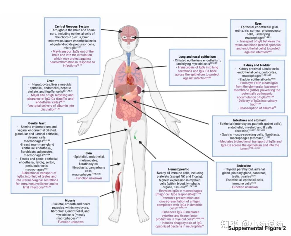 带你了解新生儿Fc受体（FcRn） - 知乎