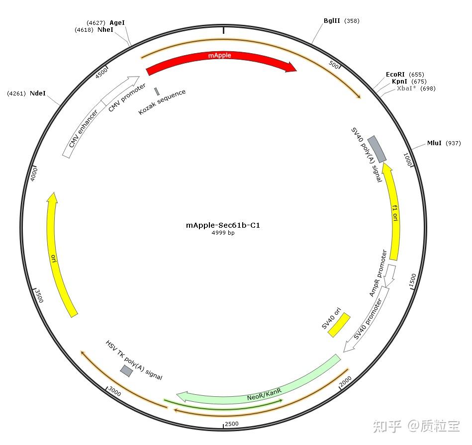亚细胞定位载体-内质网定位质粒 - 知乎