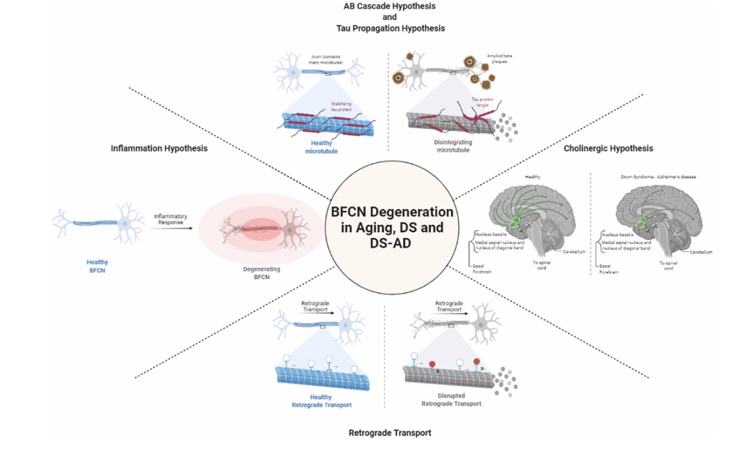Front.Aging neurosci-基底前脑胆碱能神经元：关联唐氏综合症和阿尔茨海默病 - 知乎