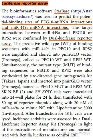 关于验证lncRNA与micRNA结合的双荧光素酶报告、免疫共沉淀、pull down实验的所有都在这里了 - 知乎