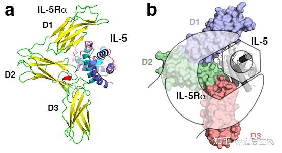 嗜酸性炎症因子IL5 - 知乎