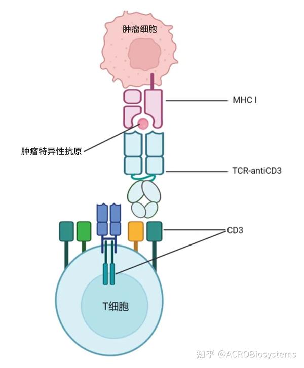 TCR创新药：不只TCR-T，更有TCR蛋白药、类TCR抗体 - 知乎