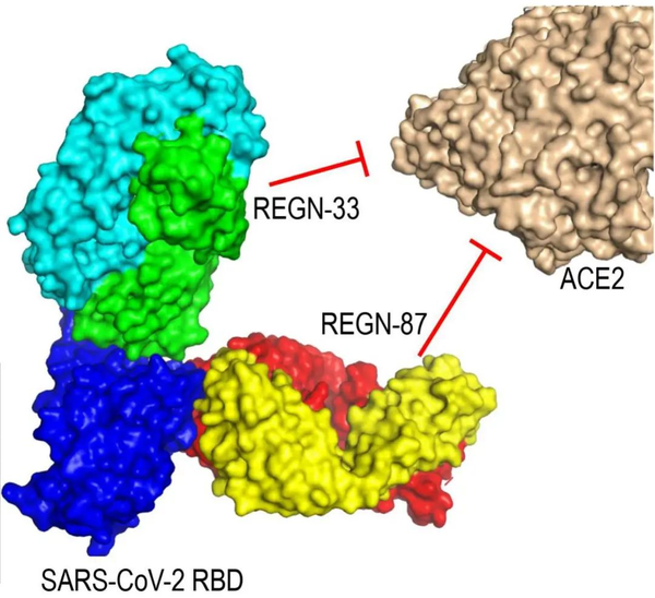 再生元新冠病毒抗体获FDA紧急使用授权，4.5亿美元订单在手 - 知乎