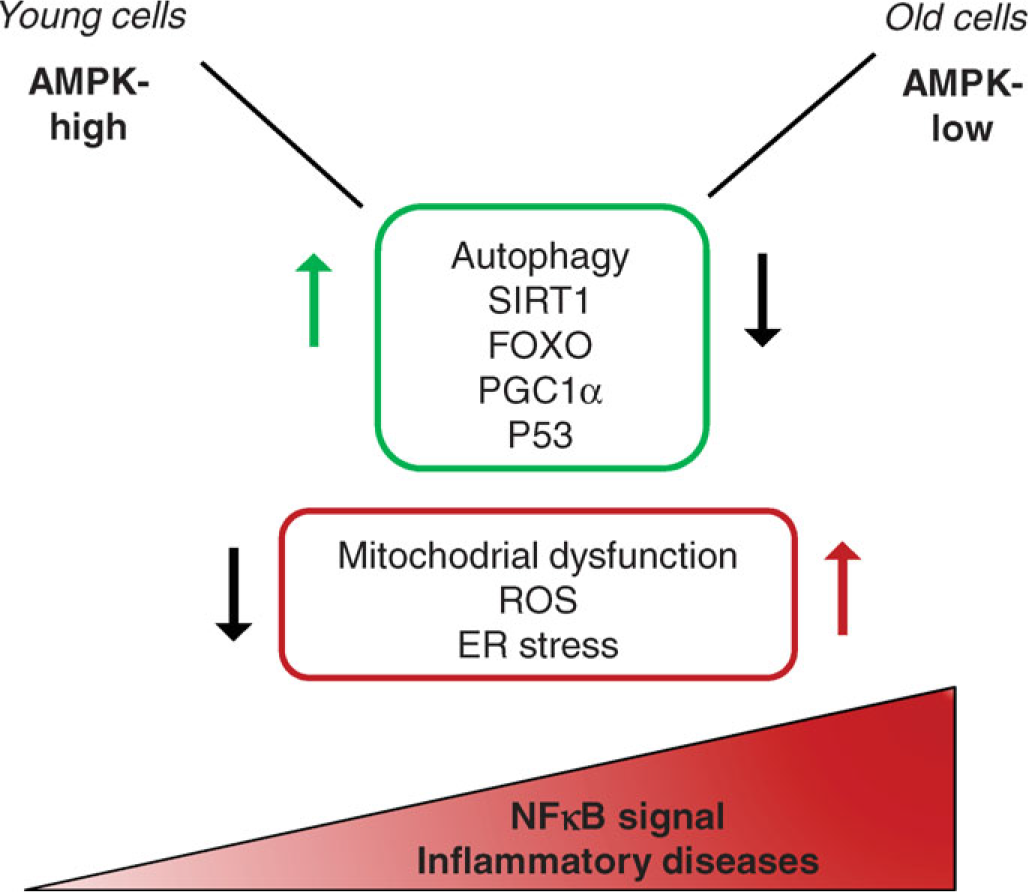 图说AMPK及其信号通路的功能 - 知乎