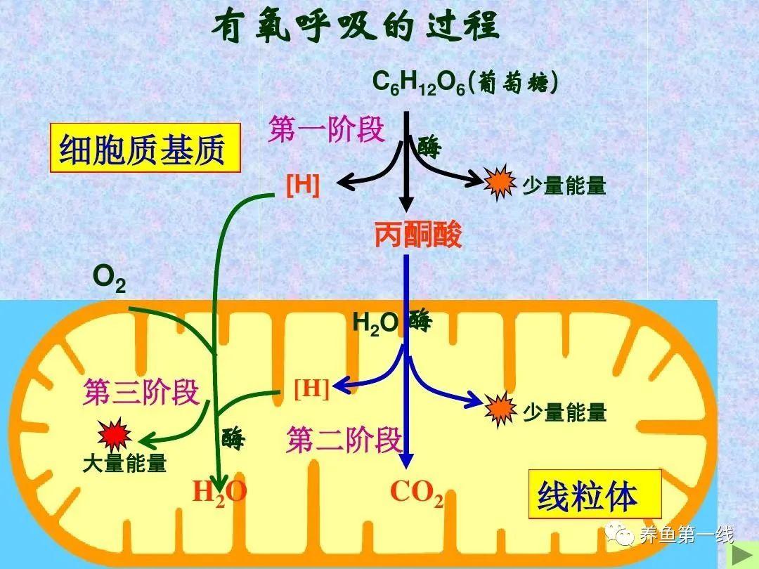 细胞呼吸的有氧呼吸和无氧呼吸:发酵就是微生物的无氧呼吸 知乎