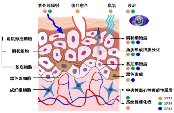 SIRT和AMPK靶点通路知识讲解 - 知乎