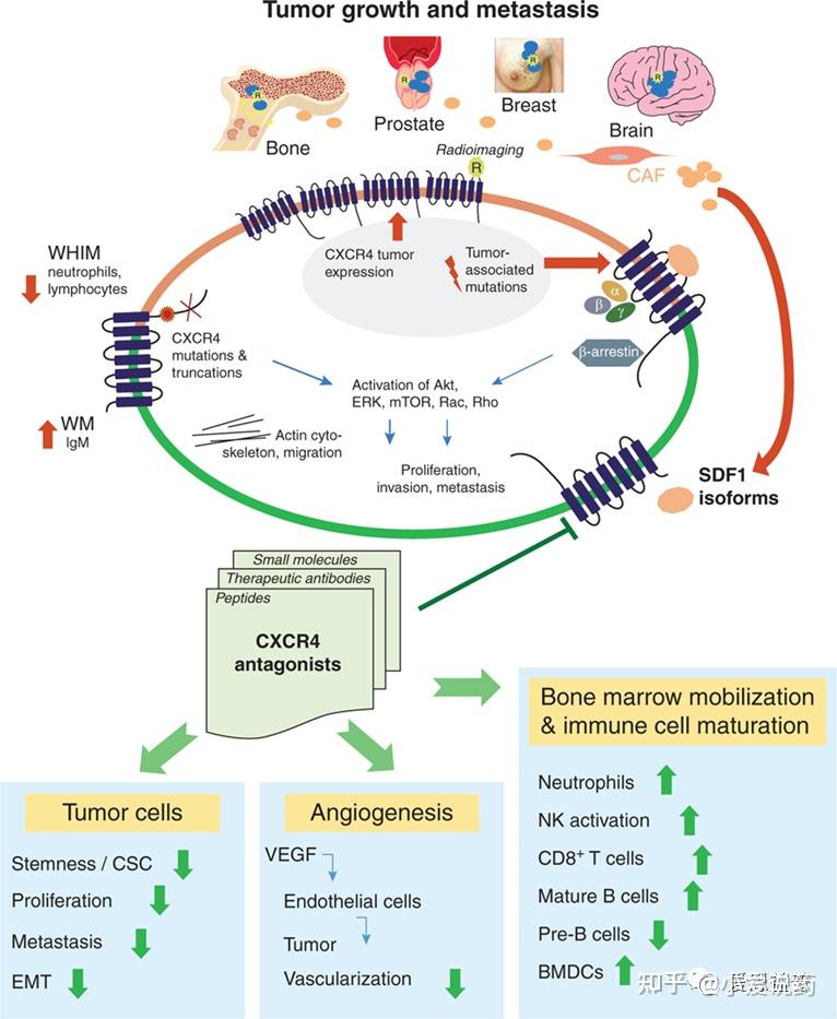 《普创新》趋化因子受体CXCR4及其配体 - 知乎