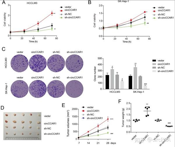 Mol Cancer丨李立教授发现circCCAR1促进肝细胞癌CD8+T细胞功能紊乱和耐药性 - 知乎