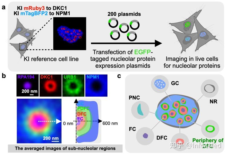Nature | 核仁的超微精细结构—非流动性蛋白URB1在核仁液-液相分离环境中的关键组织作用 - 知乎