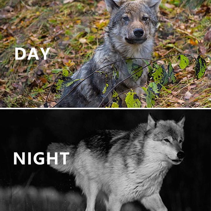 红外数码夜视仪 ORPHA DB550+展示什么叫大视野观察 - 知乎