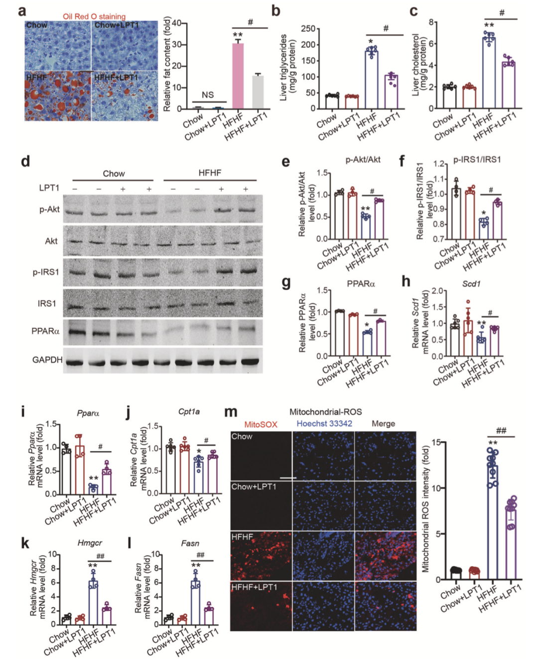 国产药理顶刊APS丨铁死亡抑制剂减轻小鼠代谢功能障碍相关的脂肪肝疾病/PANoptosis的潜在作用 - 知乎