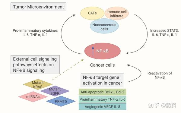 信号通路是什么鬼？先给你们讲讲难啃的 NF-κB 信号通路…… - 知乎