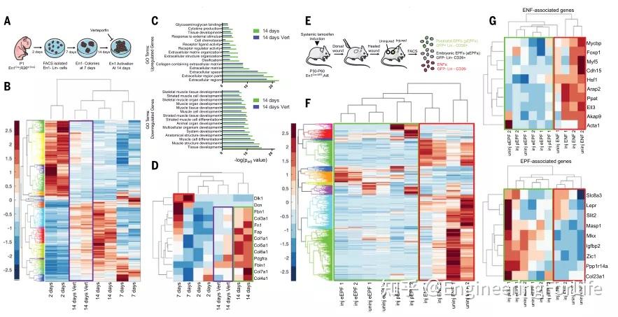 Science:抑制成纤维细胞Engrailed-1表达实现无痕化愈合 - 知乎