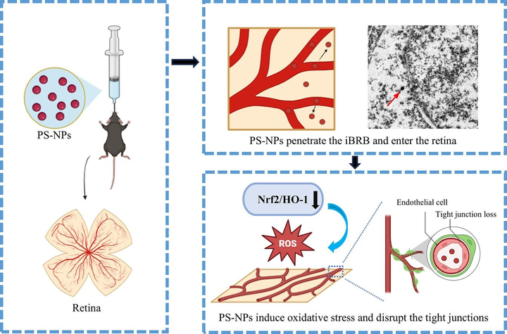 环境之光，IF 9.7！环境毒理学+眼科学交叉研究发1区Top，暨南大学附属第一医院研究团队深入探索PS-NPs的视网膜毒性~ - 知乎