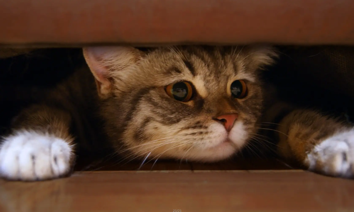 猫咪应激真有那么严重？！ - 知乎