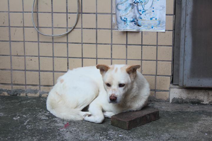 中医英语问诊之消谷善饥的问诊*Excessive appetite - 知乎