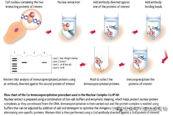 一文看懂COIP实验|原理、实验步骤、常见问题解答及应用场景 - 知乎
