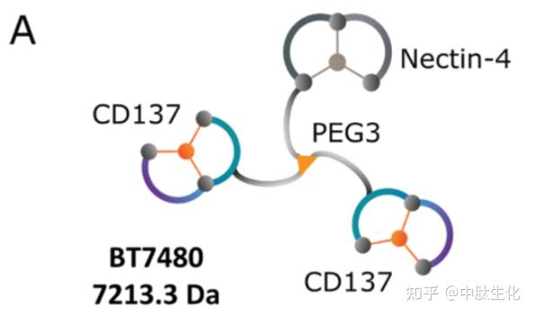 发挥“踩油门”作用，激活型免疫检查点分子4-1BB研发何在？ - 知乎