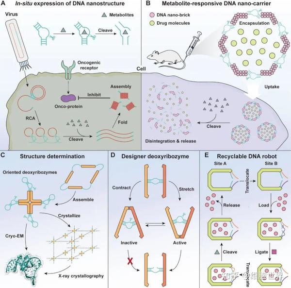 Chem观点文章 | 顾宏周评述由DNA酶推动的DNA纳米技术应用的最新进展 - 知乎