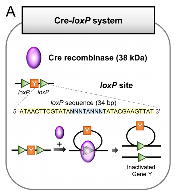 常见的Cre-LoxP系统有哪些？ - 知乎