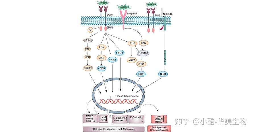 盘状结构域受体DDR1：一种新型RTKs成员，肿瘤治疗潜力靶标！ - 知乎