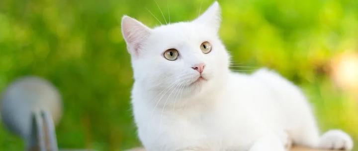 efficientnet实战：tensorflow2.0以上版本，使用efficientnet实现图像分类任务 - 知乎