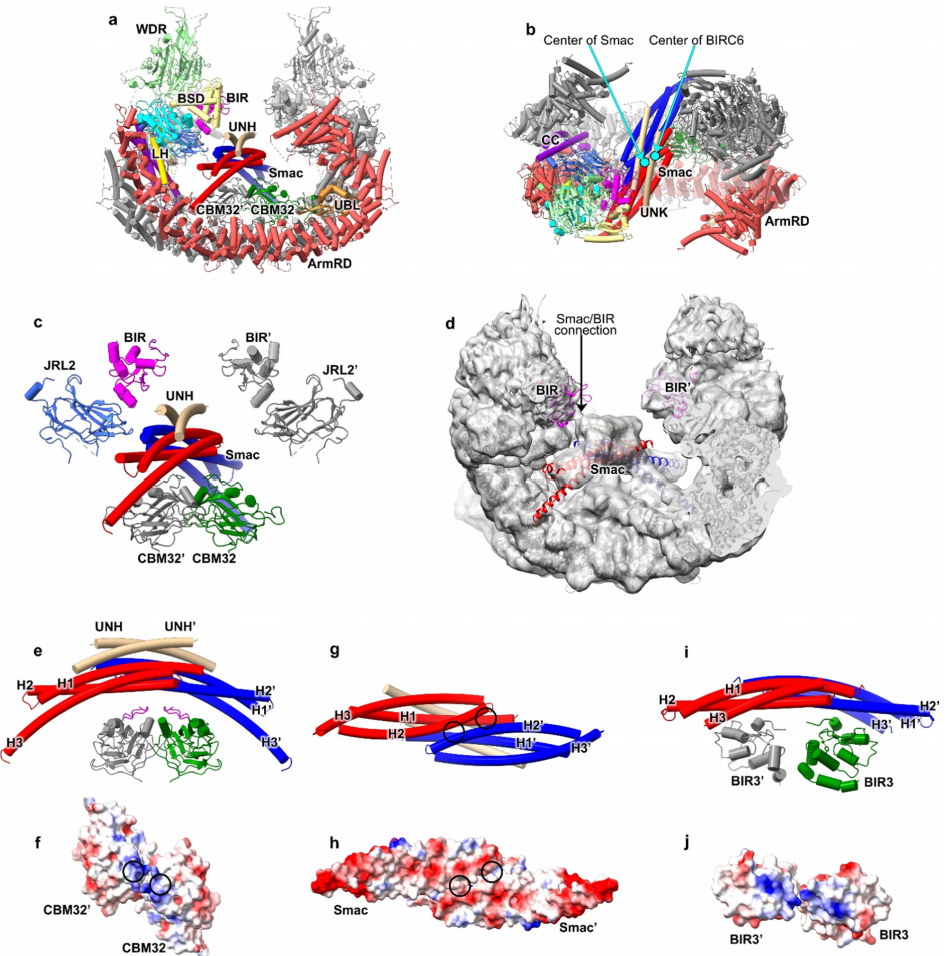 Nature Communications | BIRC6介导的细胞凋亡和自噬调控的分子机制 - 知乎