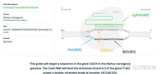 sgRNA设计教程（四）——Synthego CRISPR Design Tool - 知乎