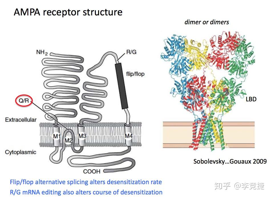 Postsynaptic Transmission 突触后传递 - 知乎