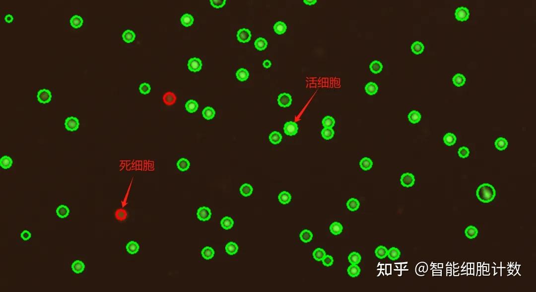 AOPI荧光染色法：细胞活率分析的标准化解决方案 - 知乎