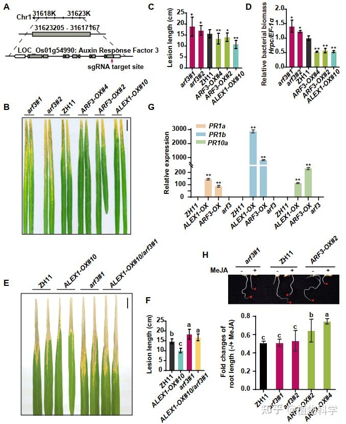 中山大学陈月琴和广东省农科院于洋合作解析lncRNA ALEX1介导蛋白质相变调节水稻抗病性的新机制 - 知乎