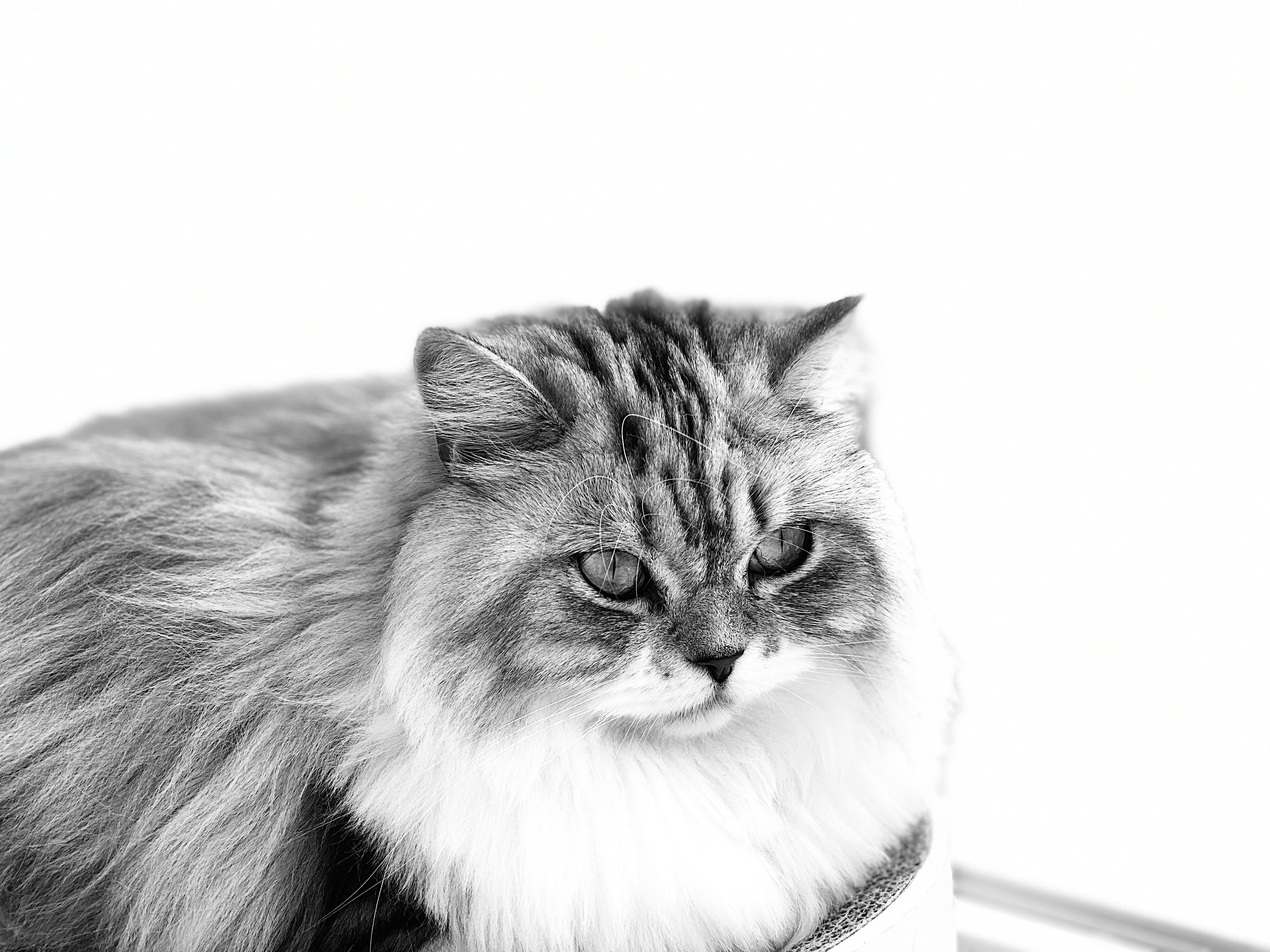 使用Pegasus做summarization - 知乎